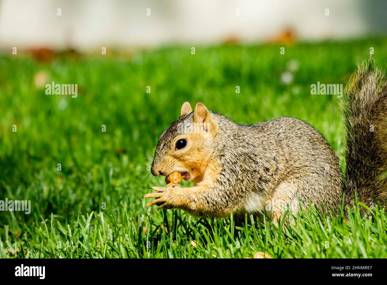 Close up shot of a Cute squirrel eating food on ground at Los Angeles ...