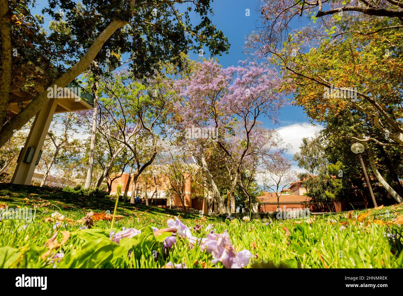 Jacaranda trees los angeles hi-res stock photography and images - Alamy