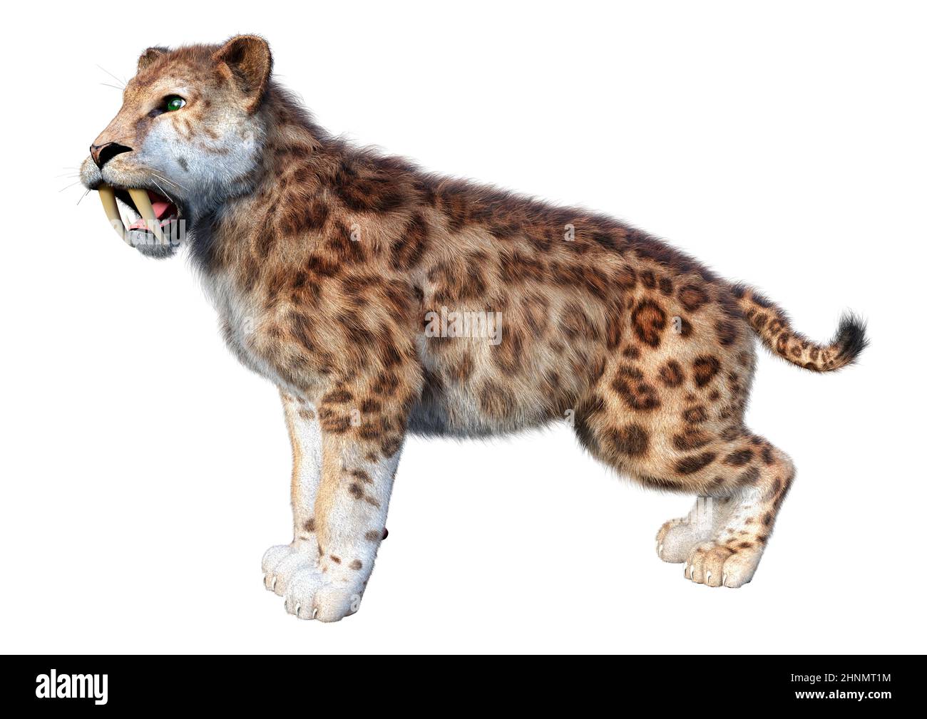 3D rendering of a sabertooth tiger isolated on white background Stock ...