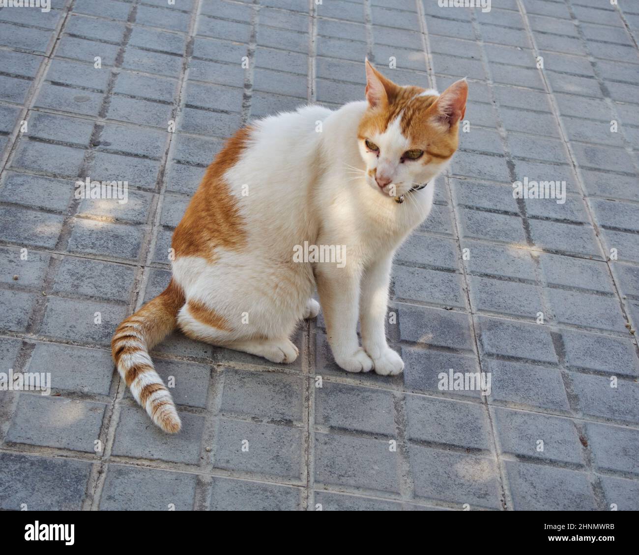 Cute cat on asphalt road Stock Photo - Alamy