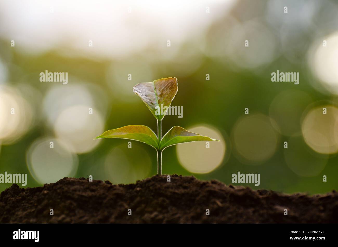 Planting seedlings young plant in the morning light on nature ...