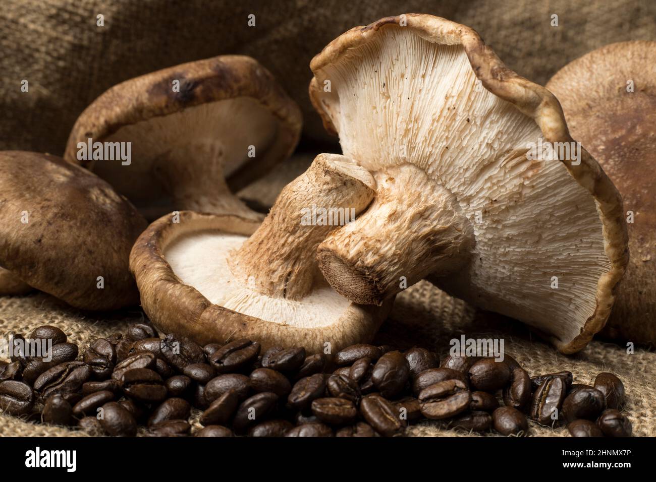 A close up studio photo of shiitake mushrooms and coffee beans Stock ...