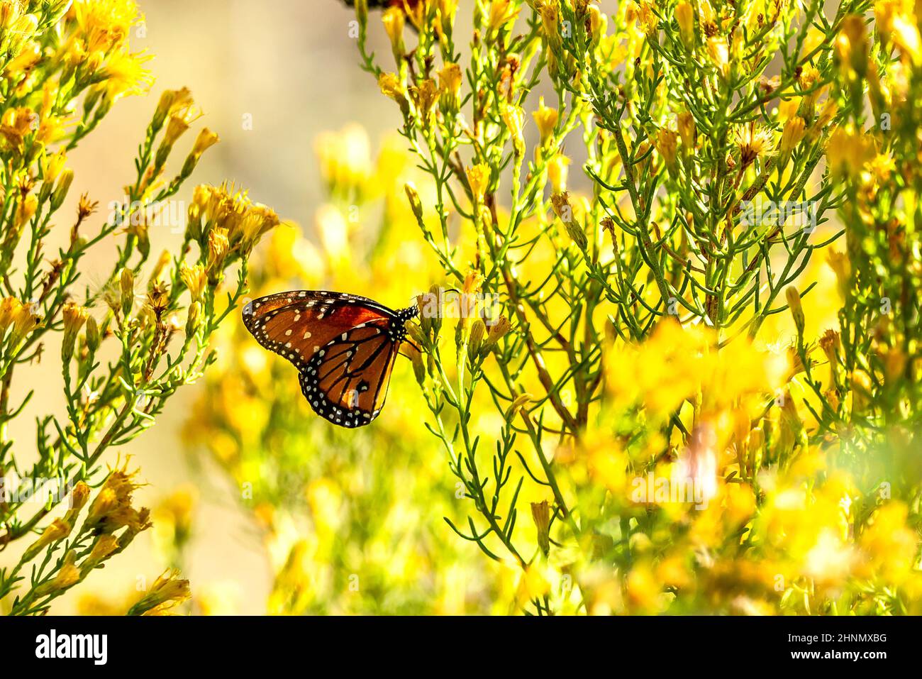 Butterfly on flowers Stock Photo - Alamy