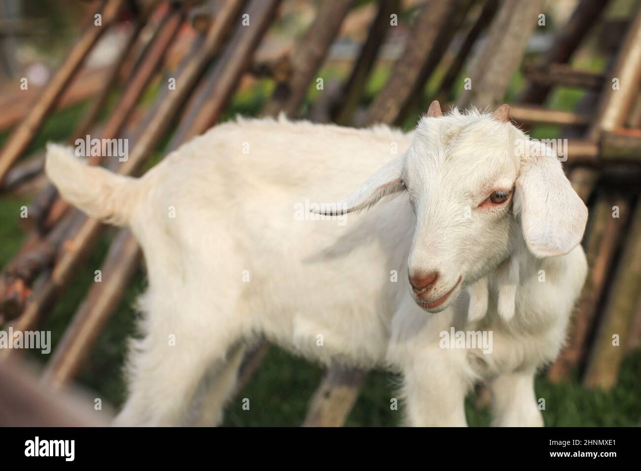 Baby goat kid with blurred hay stacks behind Stock Photo - Alamy