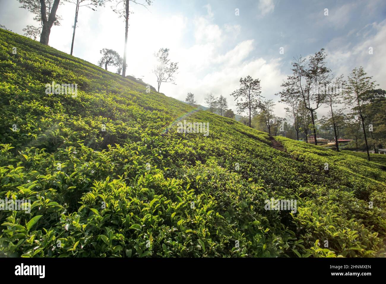 Tea gardens in bright morning sunlight. Kandy, Sri Lanka Stock Photo ...