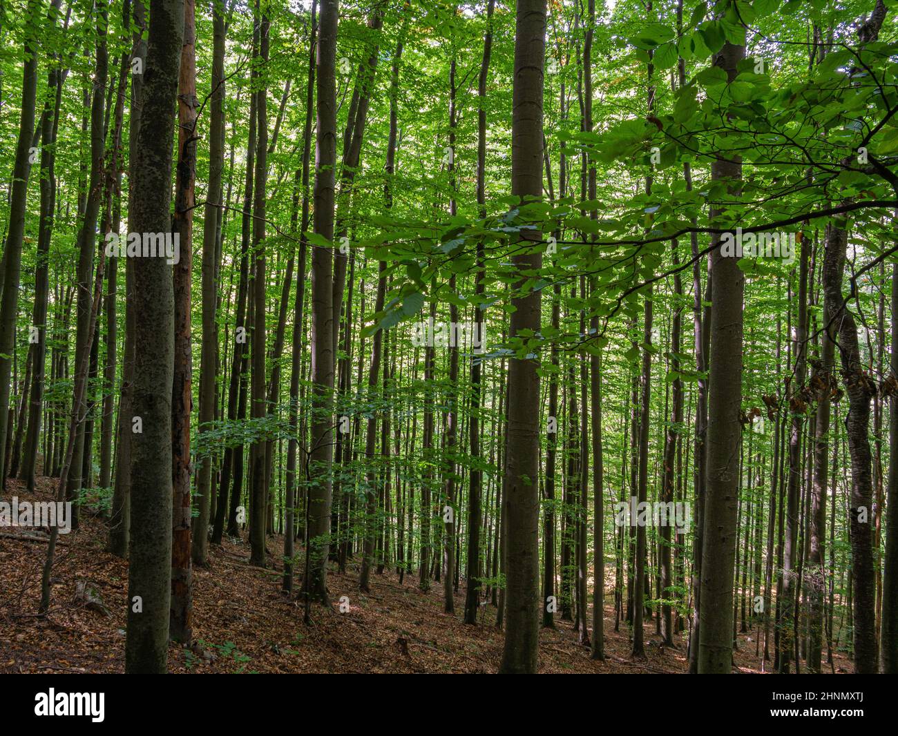 A beautiful hiking trail in a densely overgrown deciduous forest Stock ...