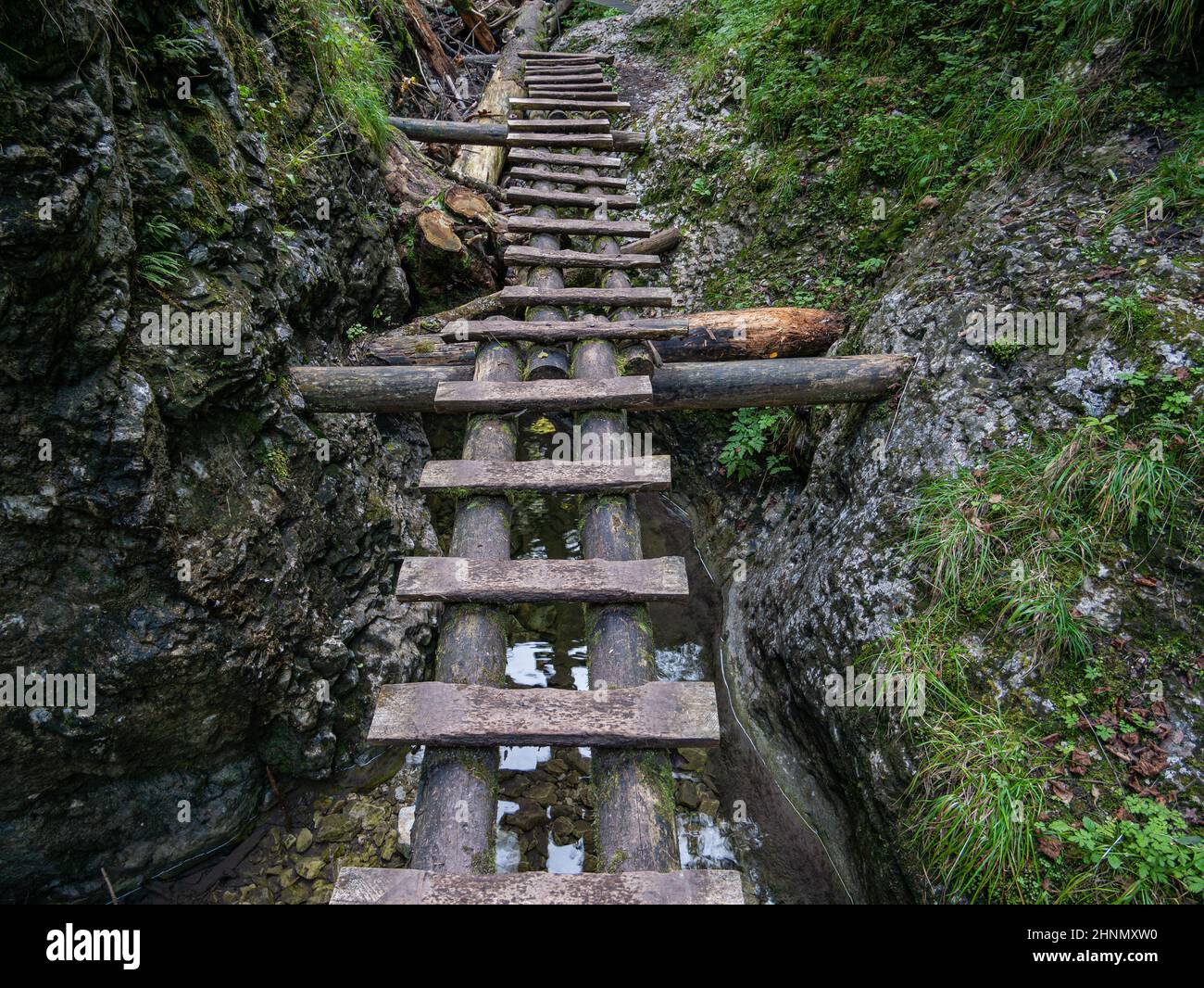 Tree trunks with small wooden stairs over a natural creek Stock Photo ...