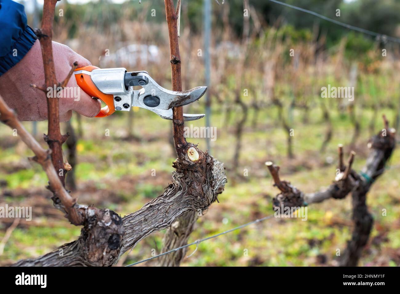 Cordon spurred method hi-res stock photography and images - Alamy