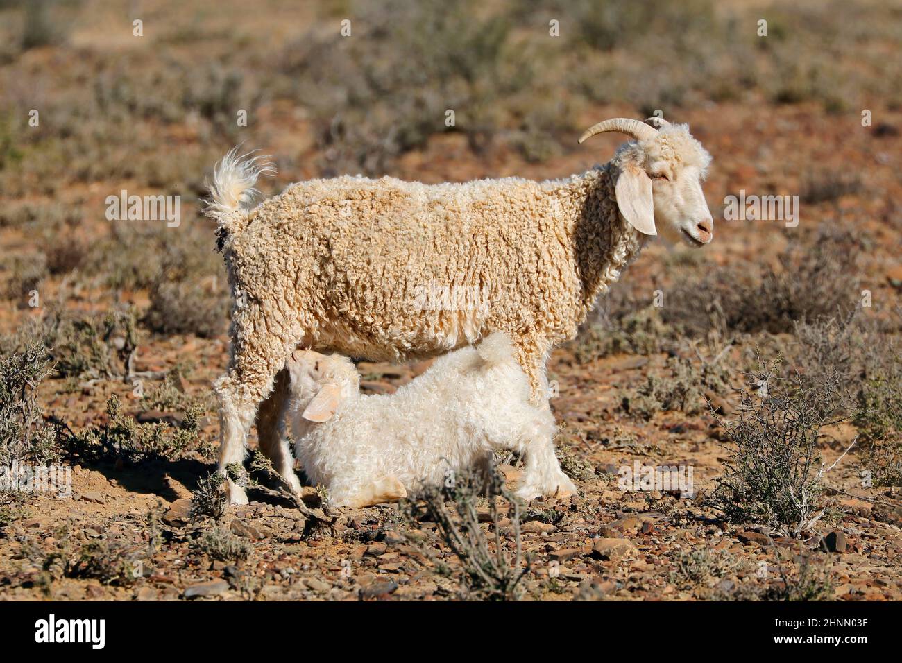 Baby Angora Goats
