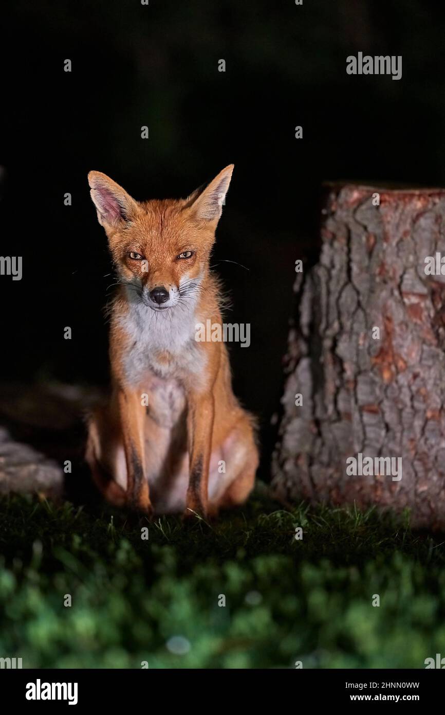 Wild red fox coming to a countryside backyard from the woods in the ...