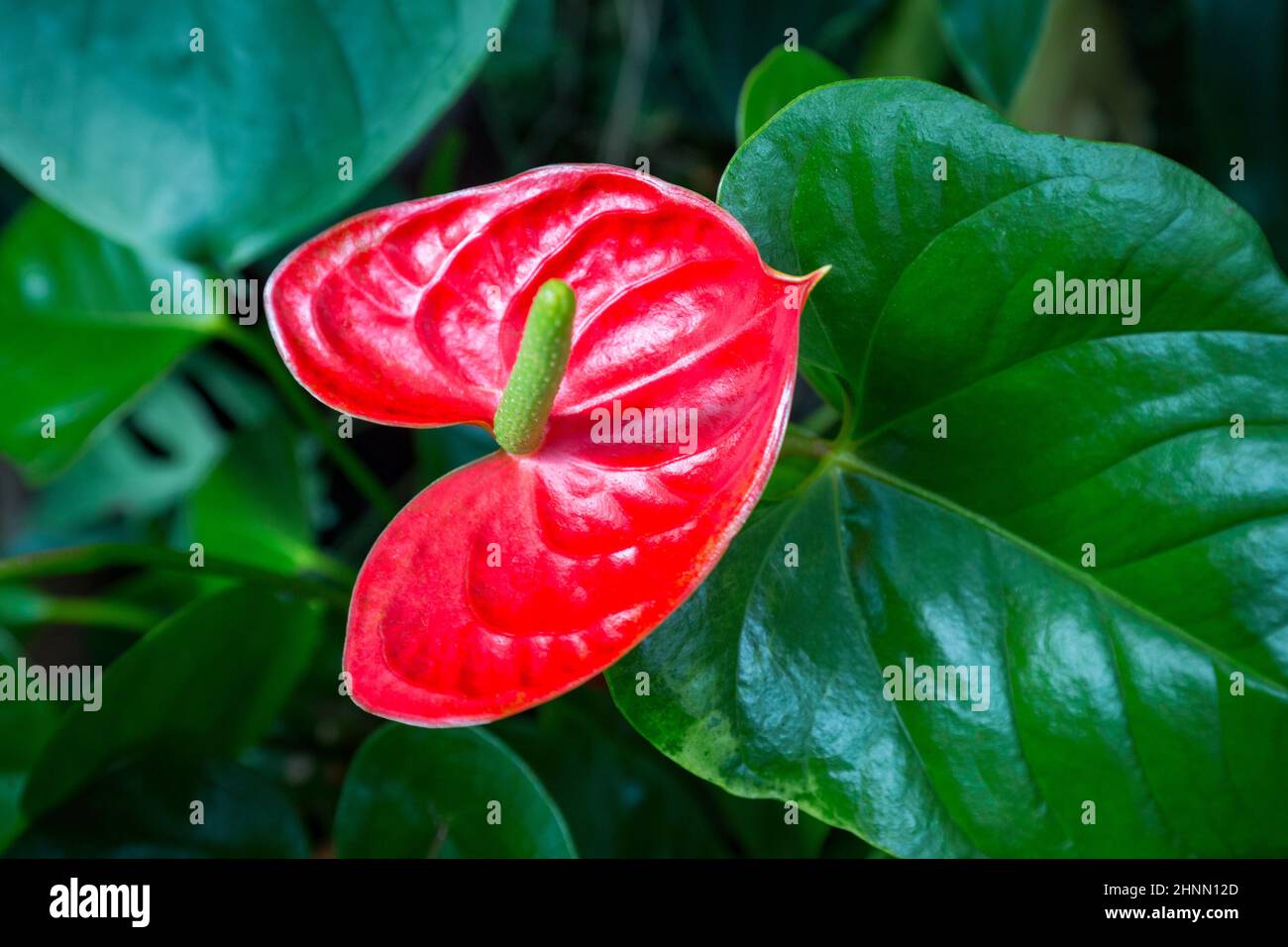Anthurium, flamingo red flower in close-up view Stock Photo - Alamy