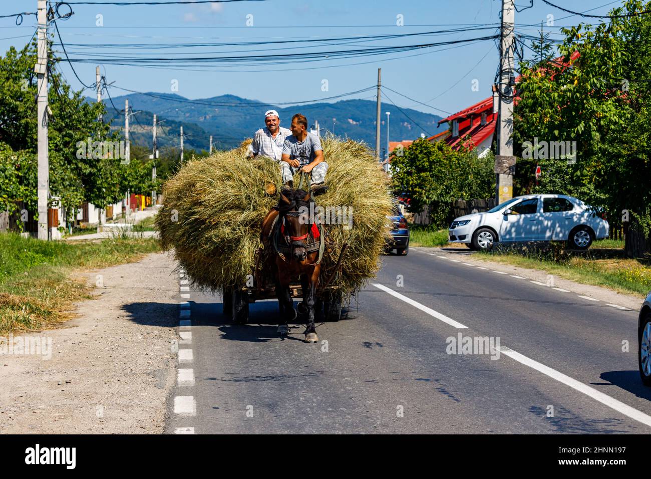 Harnessed to pull wagon hi-res stock photography and images - Alamy