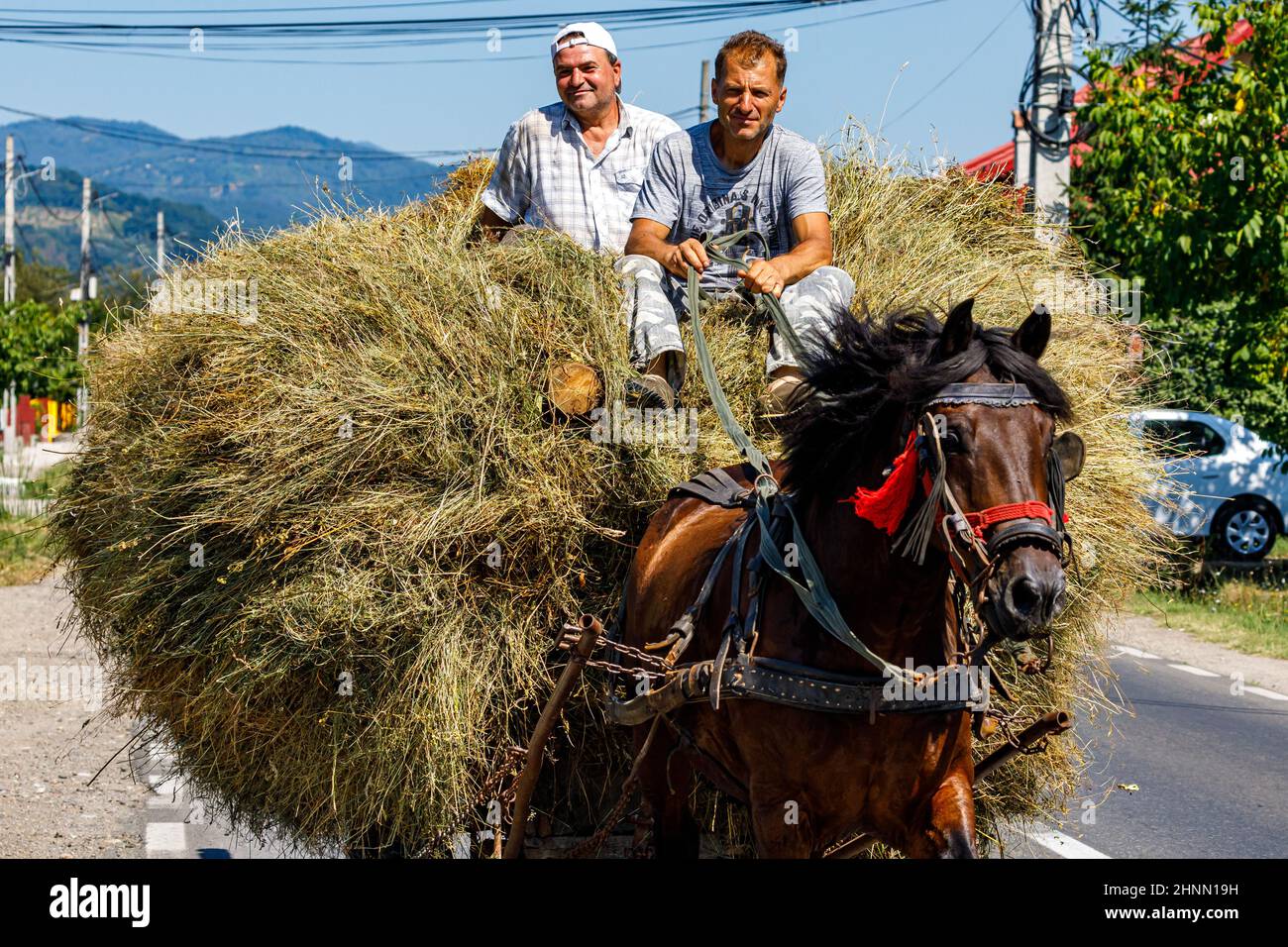 Farmer at hay harvest with horse carriage in Oberkerz in Romania ...