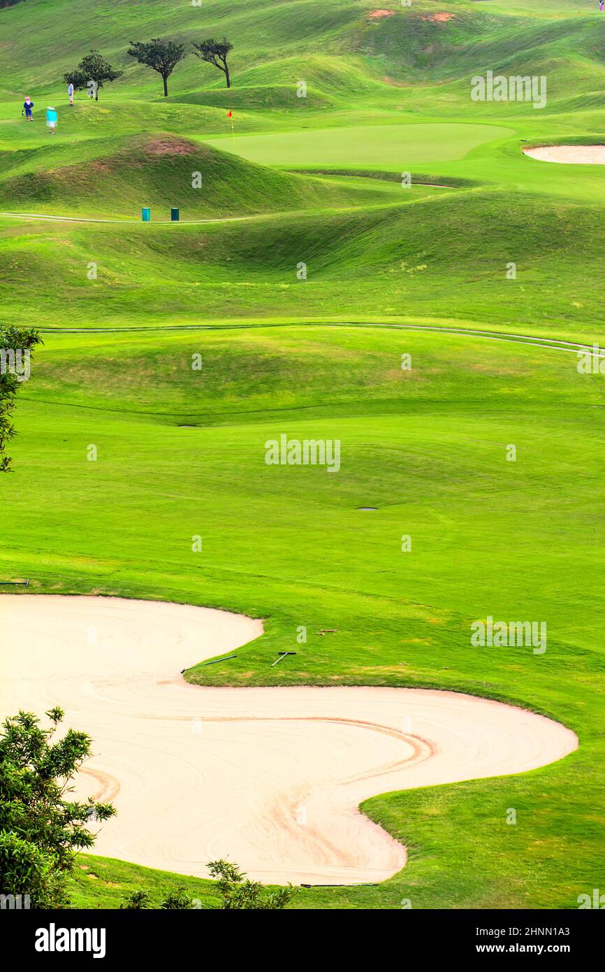 The beautiful green view of green grass and sand banker on golf course ...