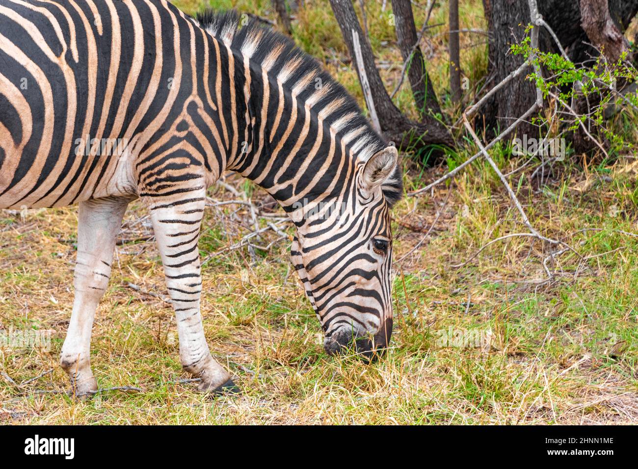 Beautiful striped zebra while eating in the nature on safari in Kruger ...