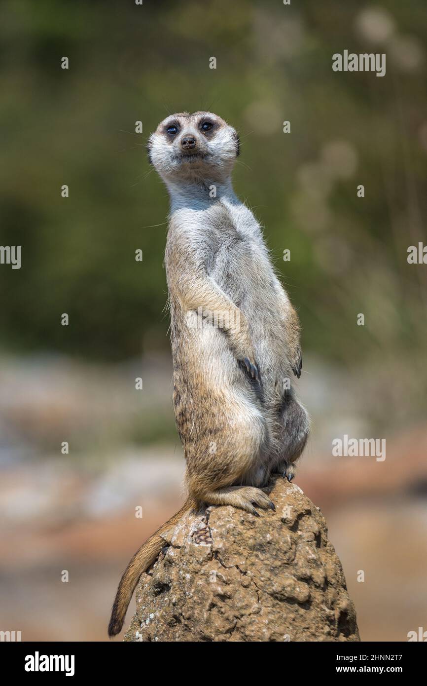 Standing meerkat, watching the surroundings Stock Photo - Alamy