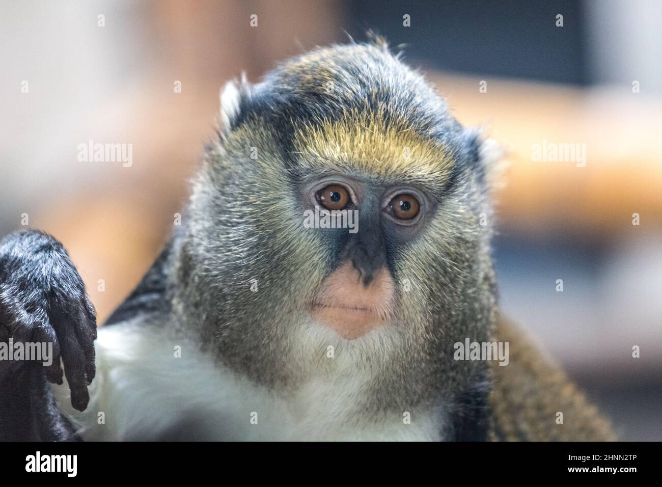 The Campbell's mona monkey (Cercopithecus campbelli), also known as ...