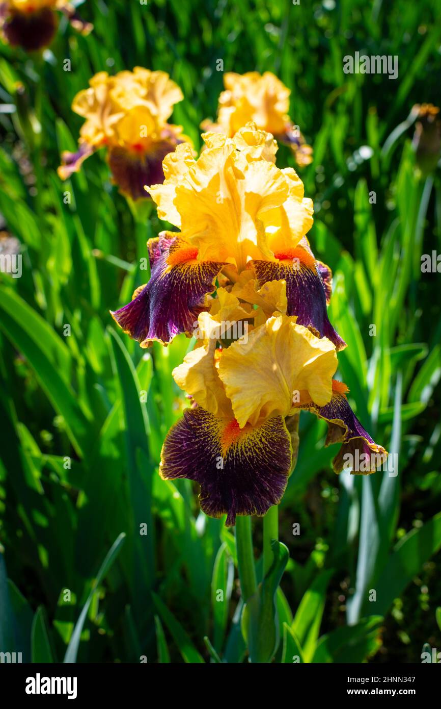Macro aerial view of a group of two golden iris flowers on green ...