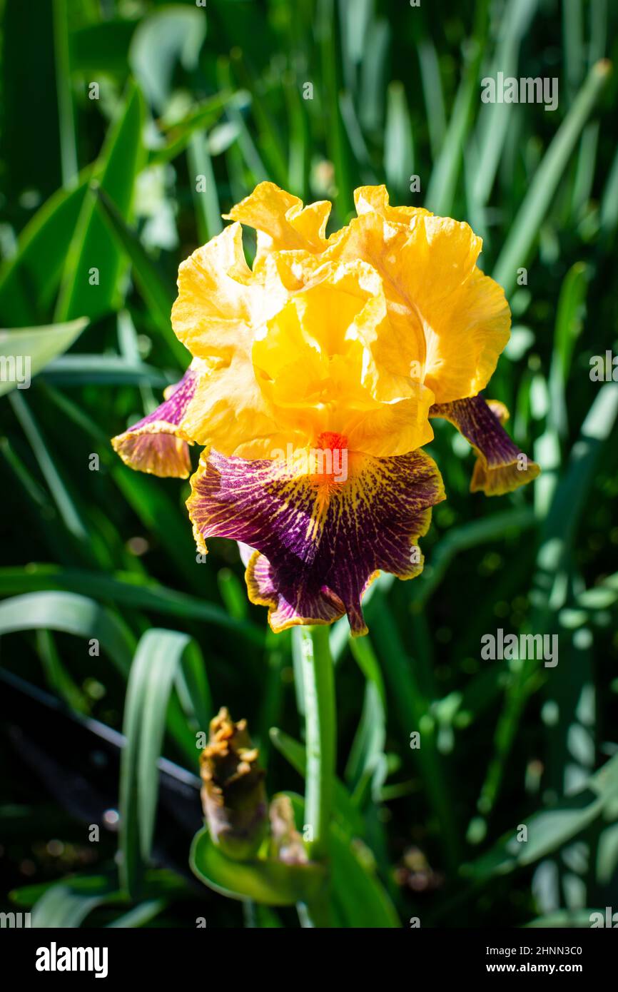 Macro aerial view of a golden iris flower on a green background. Flower ...