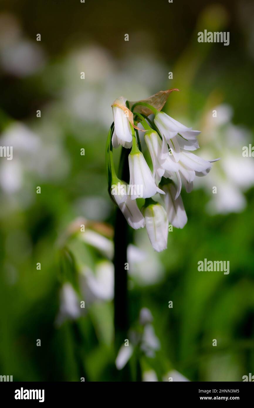 Albino bluebell hybrid mutations on a woodland floor Stock Photo - Alamy