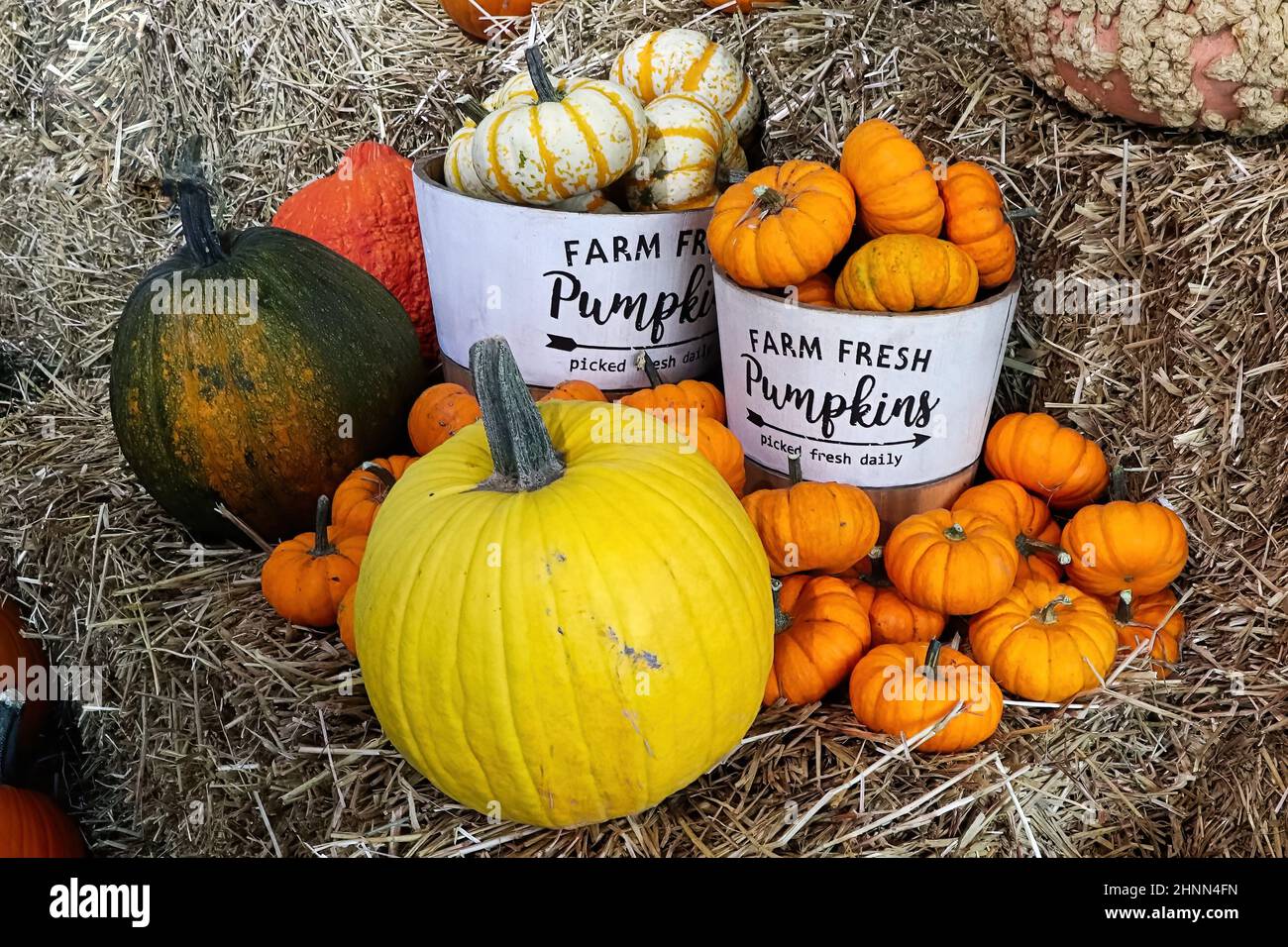 Farm fresh mini pumpkins in white buckets Stock Photo - Alamy