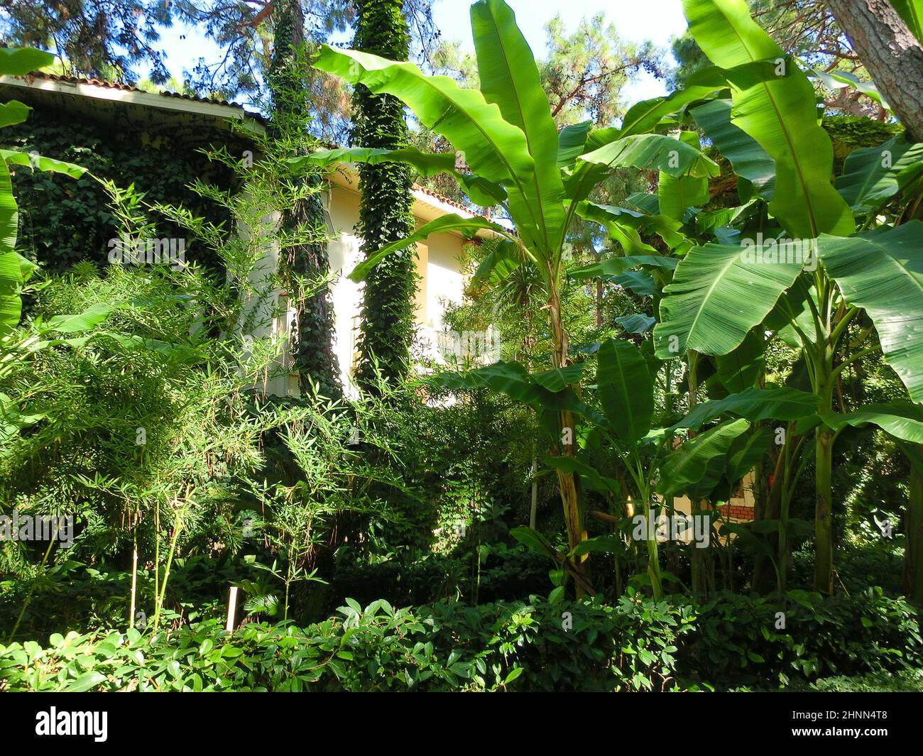 Exotic palm tree body and leaves background, close up Stock Photo - Alamy