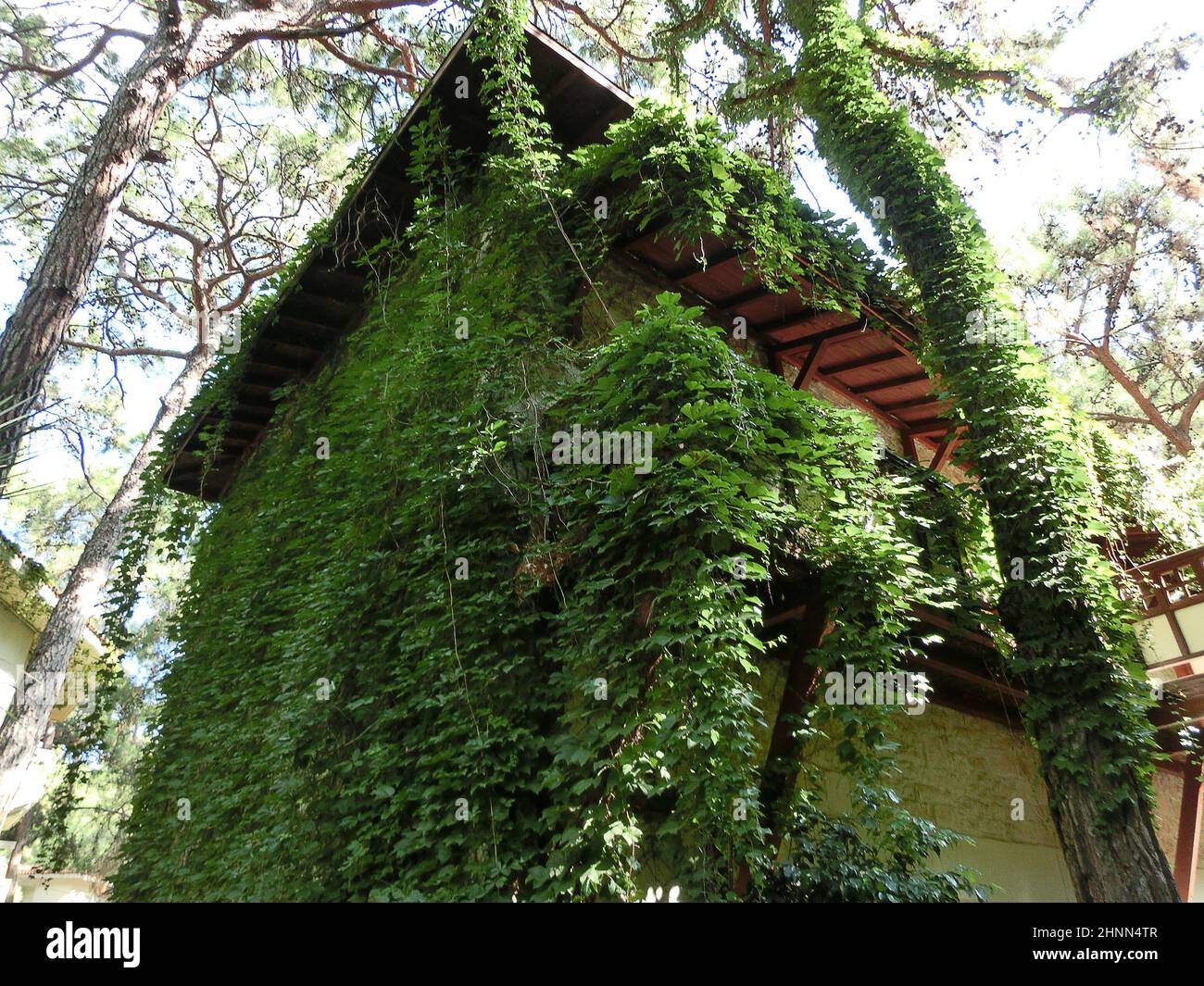 Body of tree hi-res stock photography and images - Alamy