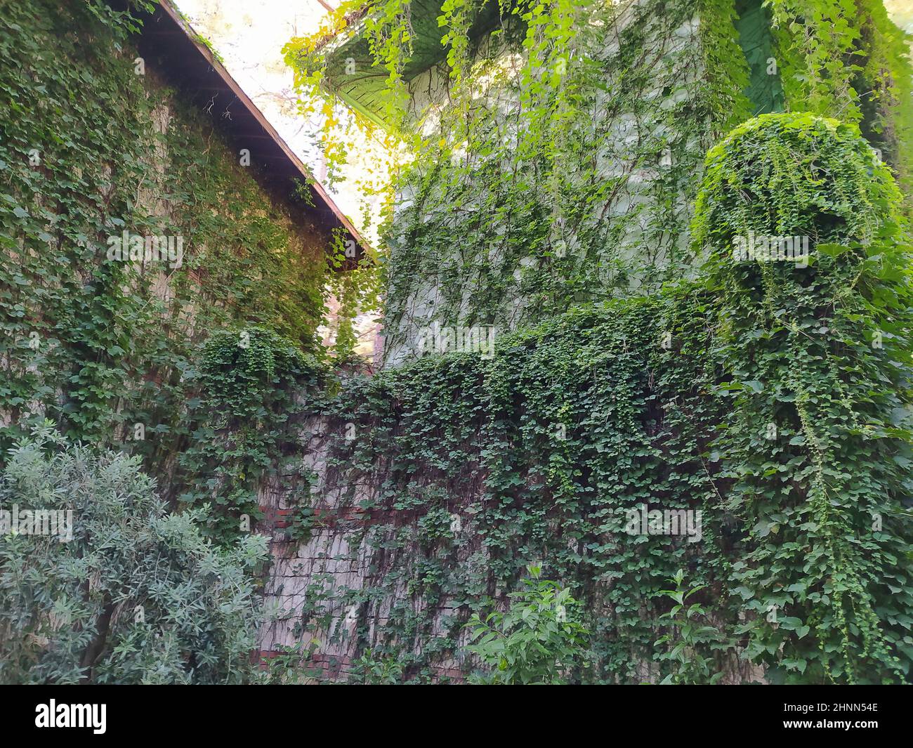 Exotic palm tree body and leaves background, close up Stock Photo - Alamy