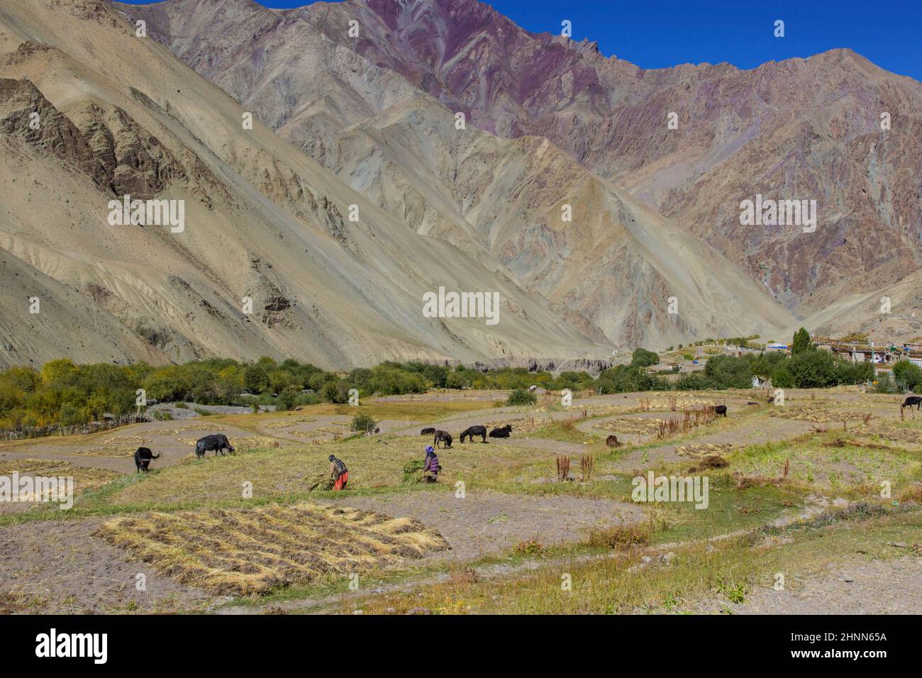 Ladakh people hi-res stock photography and images - Alamy