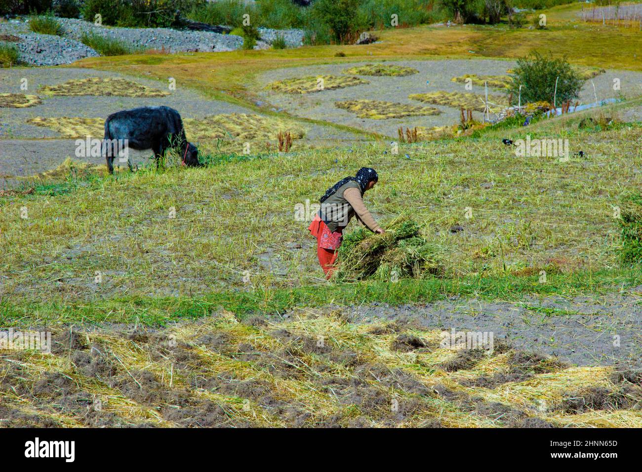 Ladakh agriculture hi-res stock photography and images - Alamy