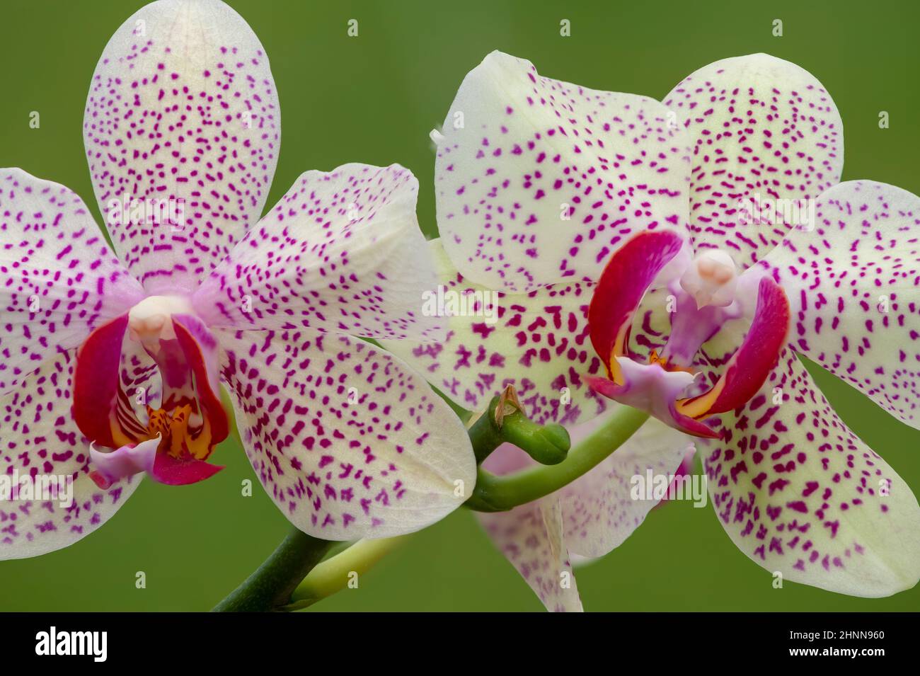 Sun orchids hi-res stock photography and images - Alamy