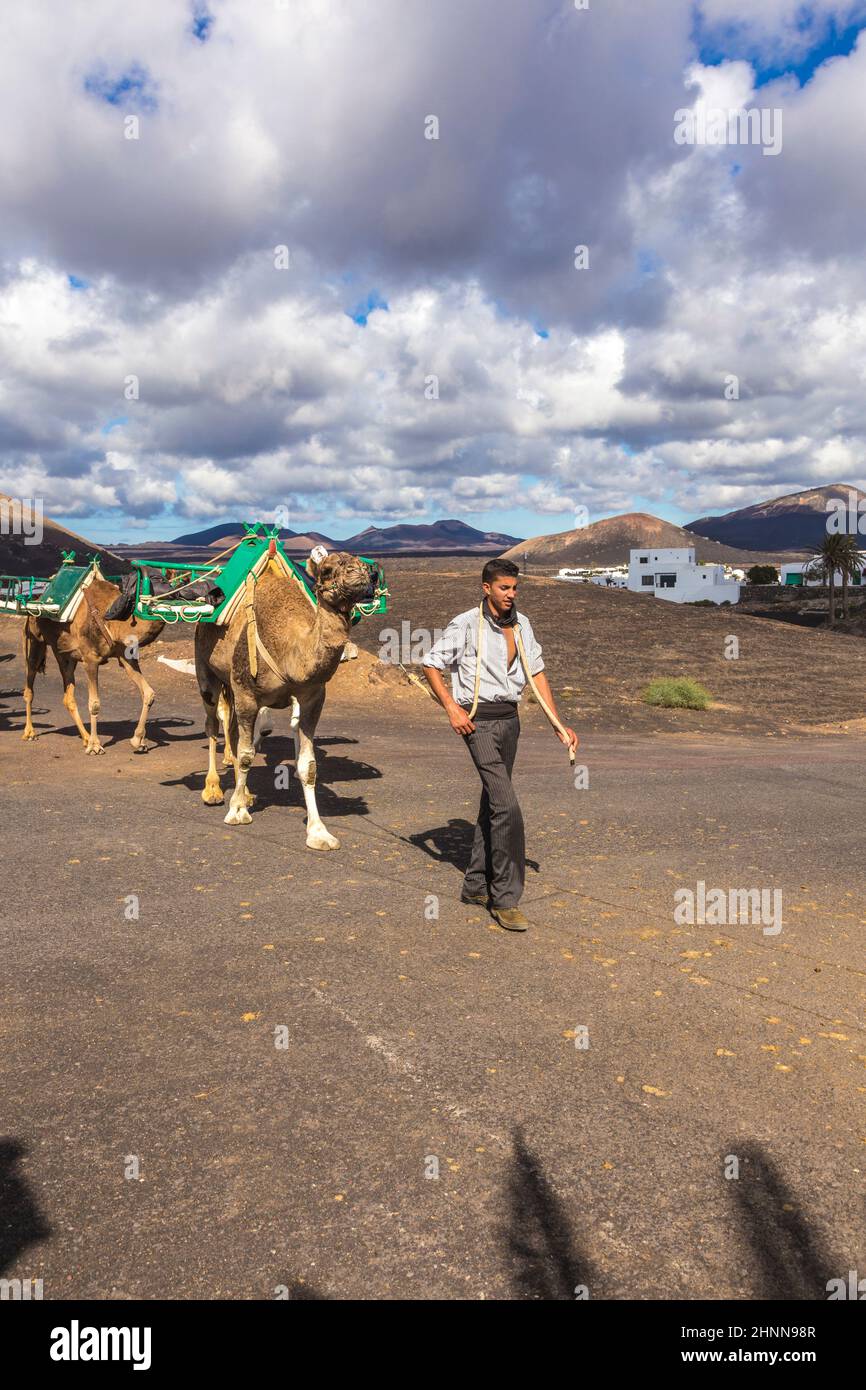 Camel farm hi-res stock photography and images - Alamy