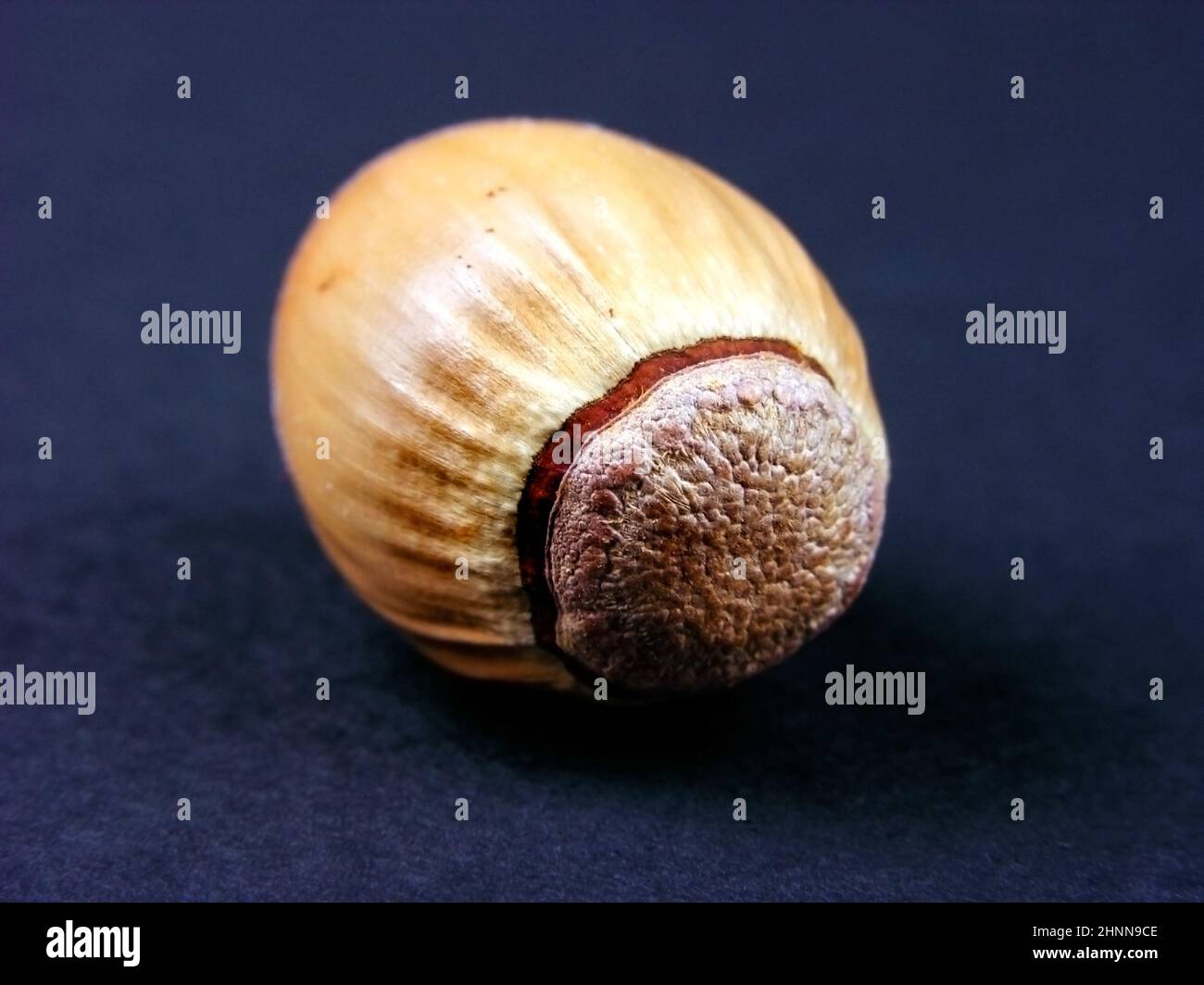 Acorn, the nut fruit of the oak (Quercus Stock Photo - Alamy