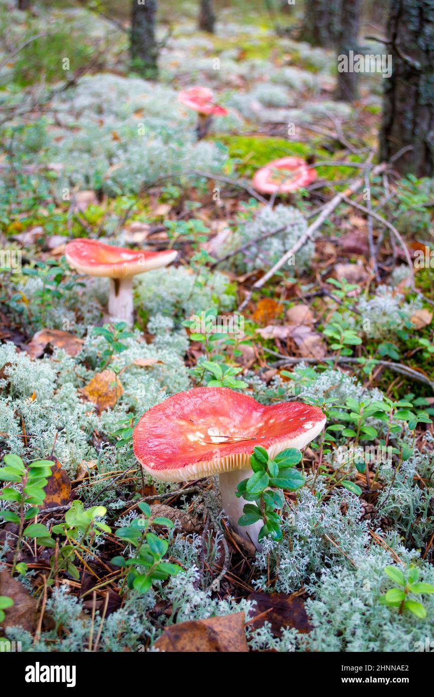 Russula mushroom grows on blue moss in pine forest on summer day ...