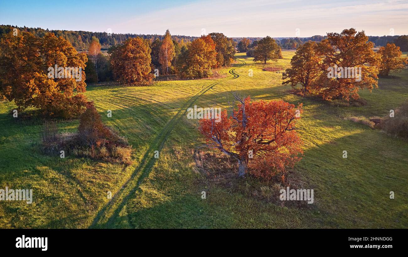 Aerial view of oak trees in autumn, shadow on meadow. Country road on ...