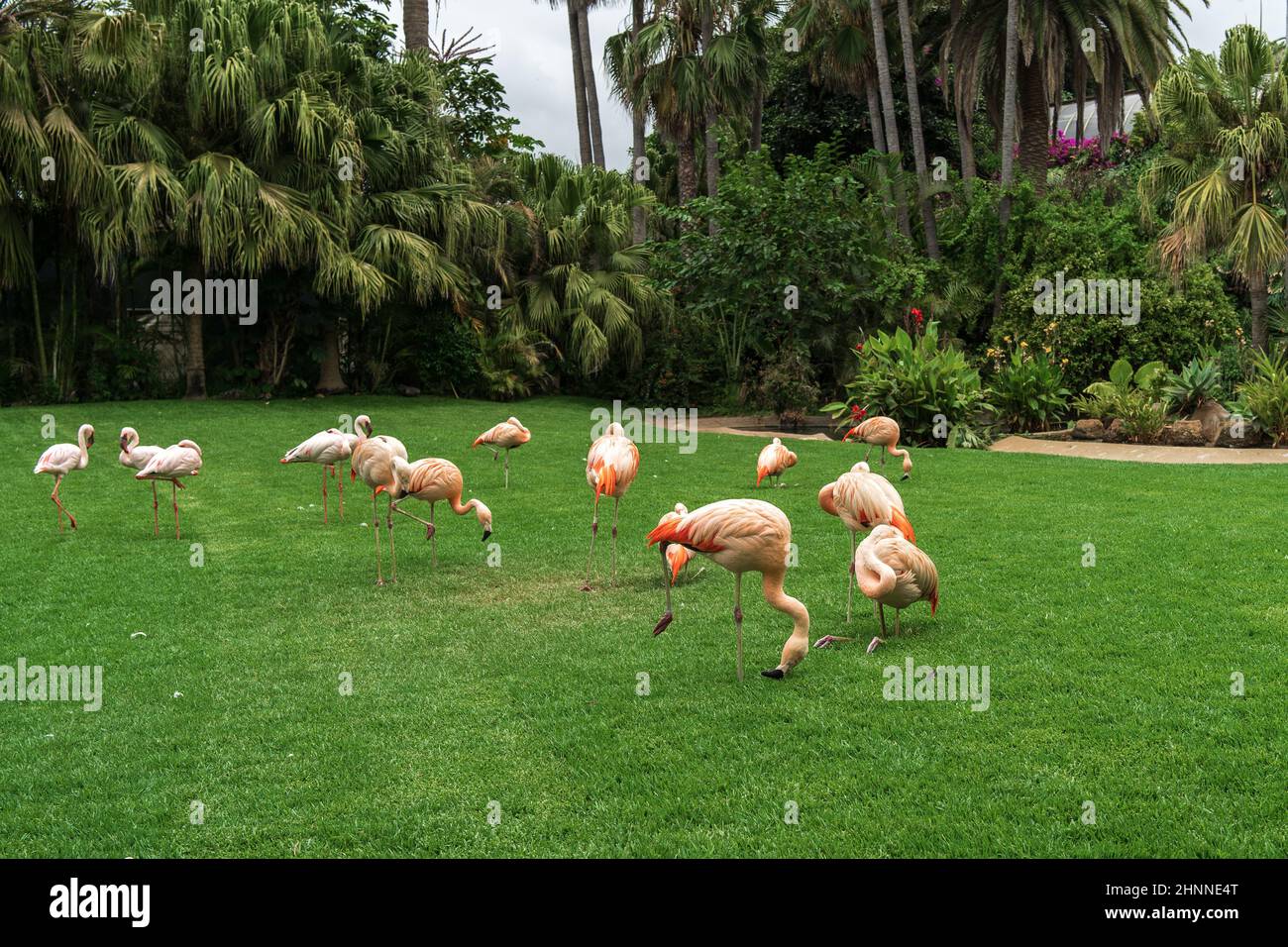 Fauna flamingos hi-res stock photography and images - Alamy
