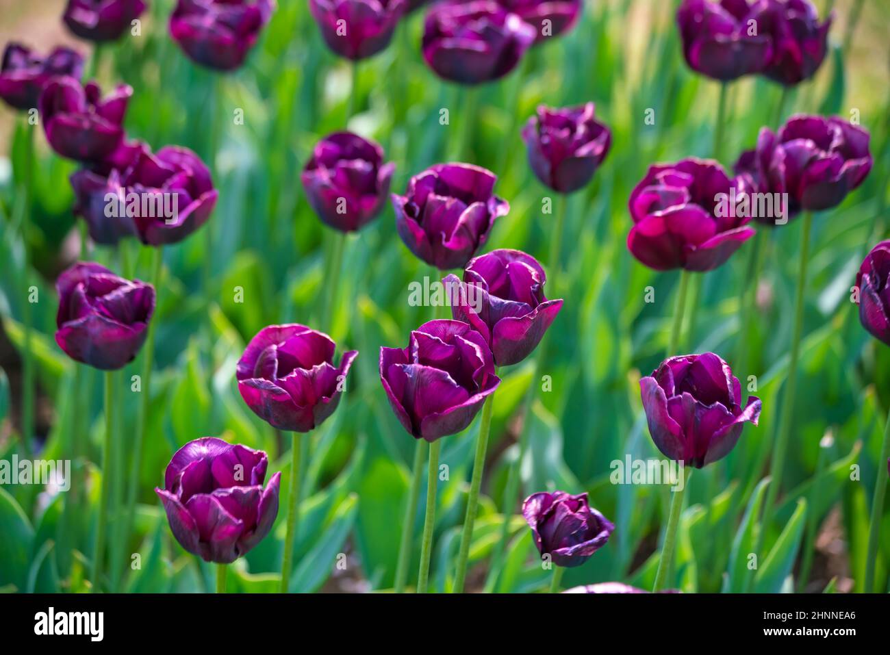 Vibrant color tulips in Holland, the netherlands. Typical dutch flower ...