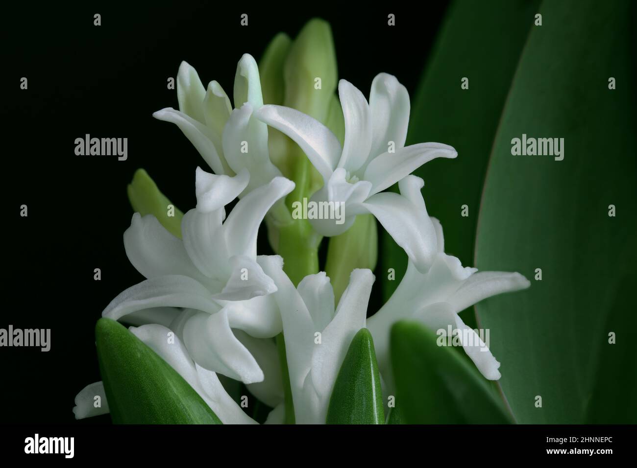 Close up symbol hi-res stock photography and images - Alamy