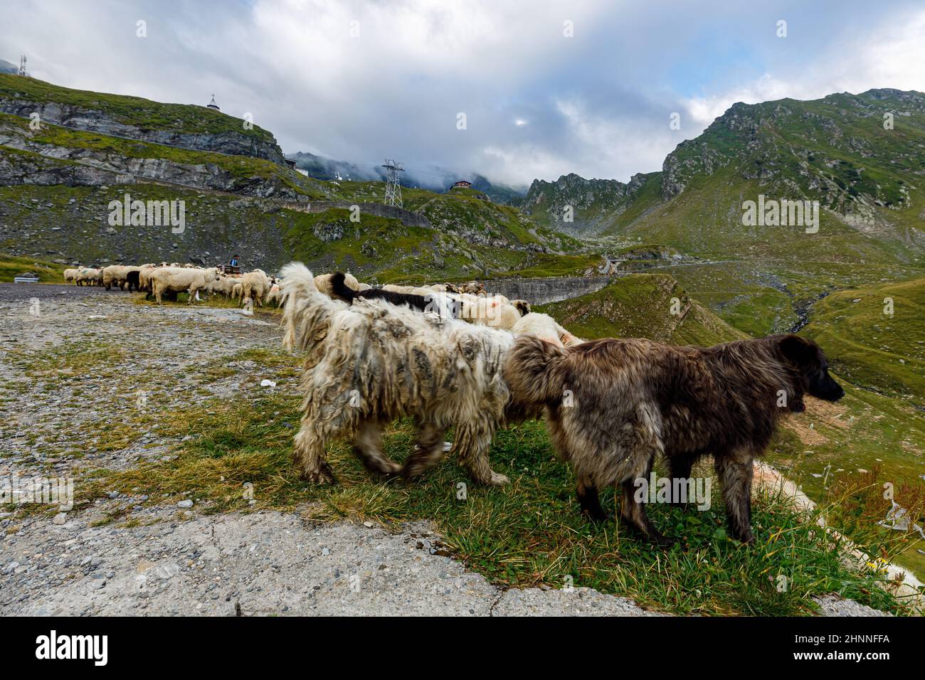 Romanian dog hi-res stock photography and images - Alamy