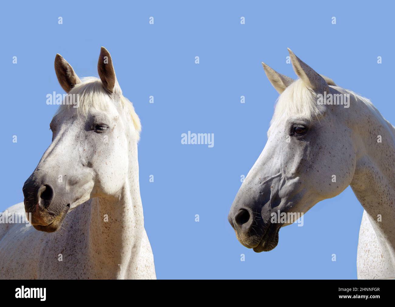 Closeup of two isolated horse heads, looking in one direction, with ...