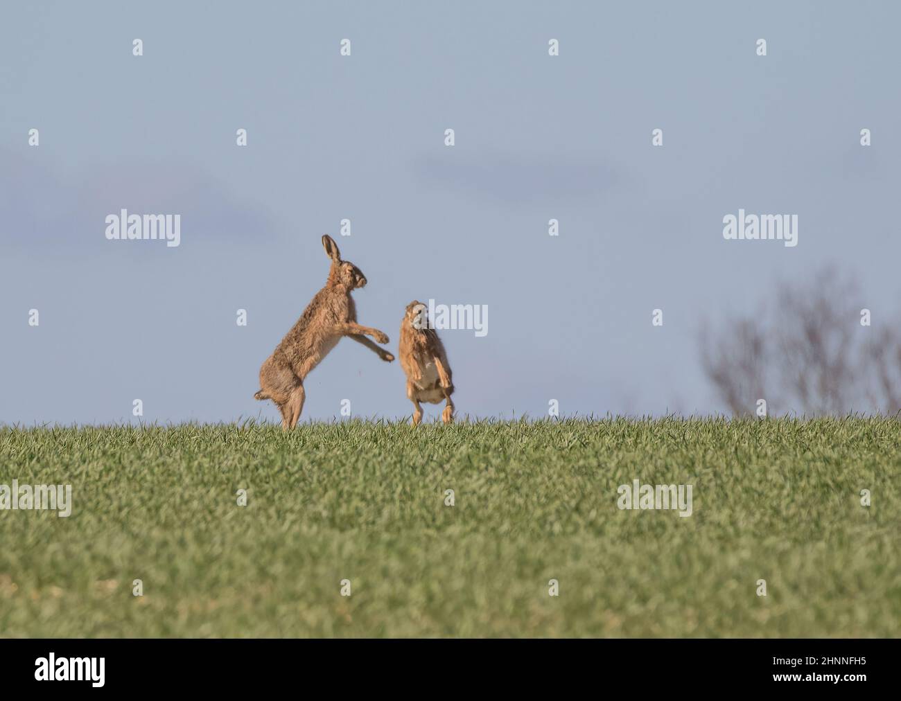 A pair of wild Brown Hares boxing each other in a courtship battle . A ...