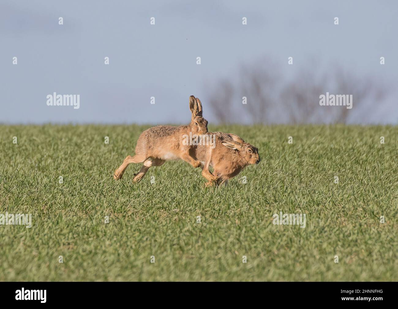 A pair of wild Brown Hares chasing each other in a courtship battle ...