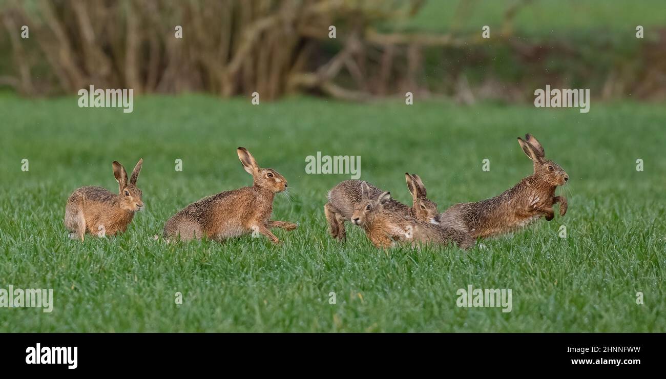 Five Brown Hares, all in different positions , running, chasing ...