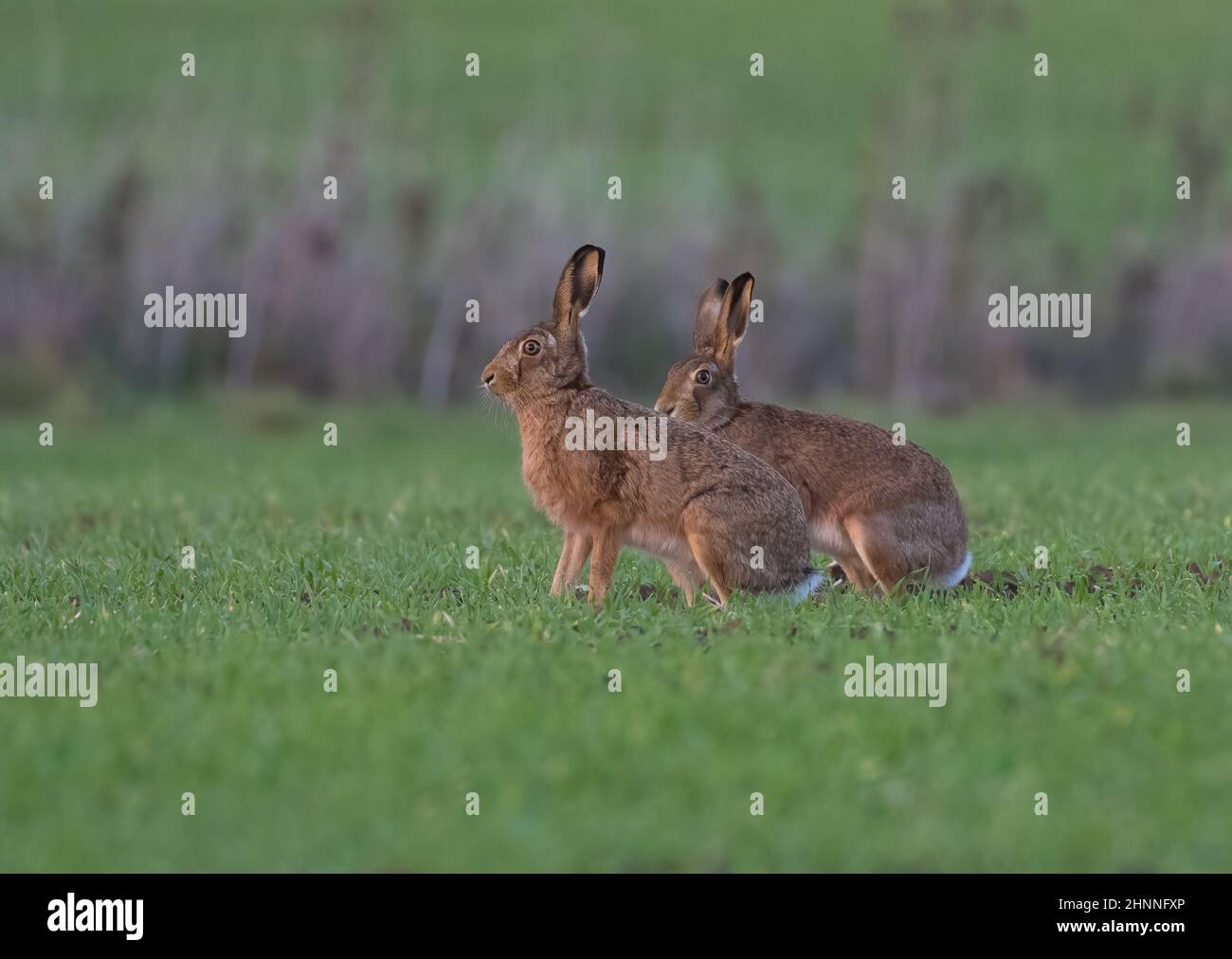 A pair of Brown Hares(Lepus europaeus ), sitting amicably beside each ...