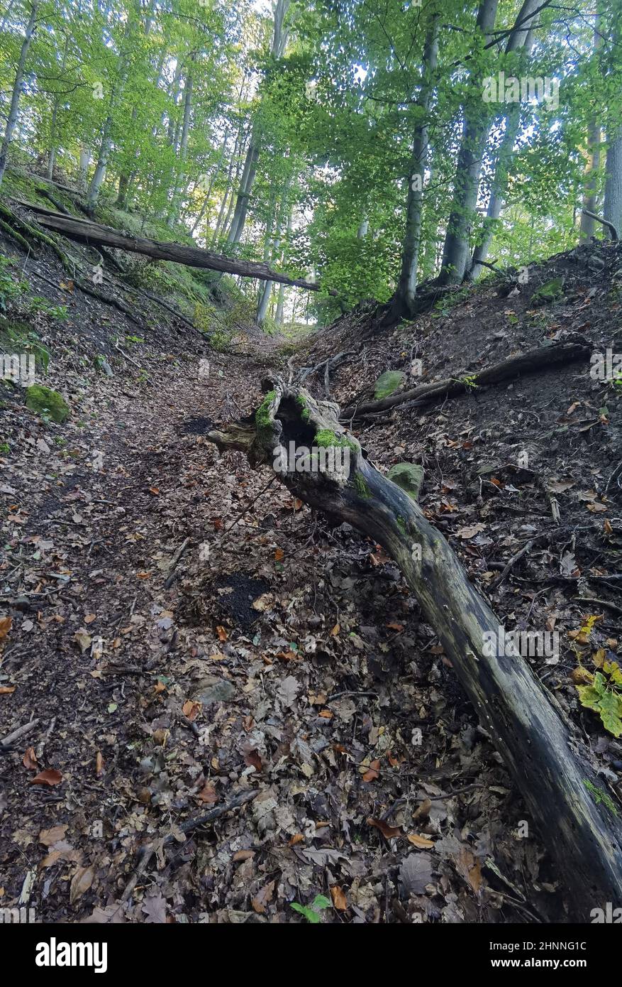 Steigerwald hi-res stock photography and images - Alamy