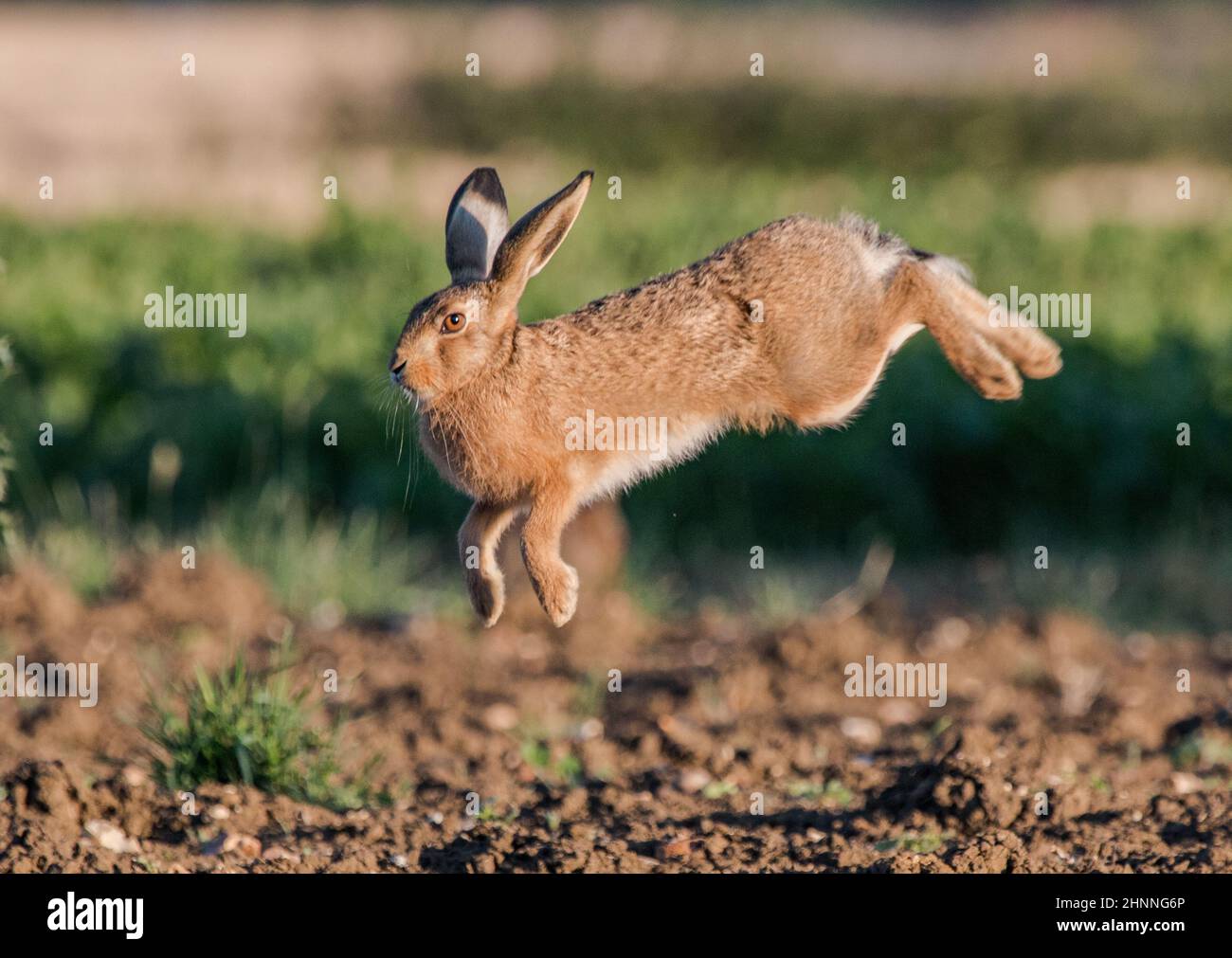 A close up of a Mad March flying Brown hare (Lepus europaeus) leaping ...
