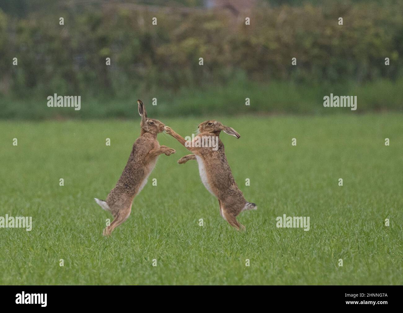 Take that, a punch on the nose from a female Brown Hare to an over ...