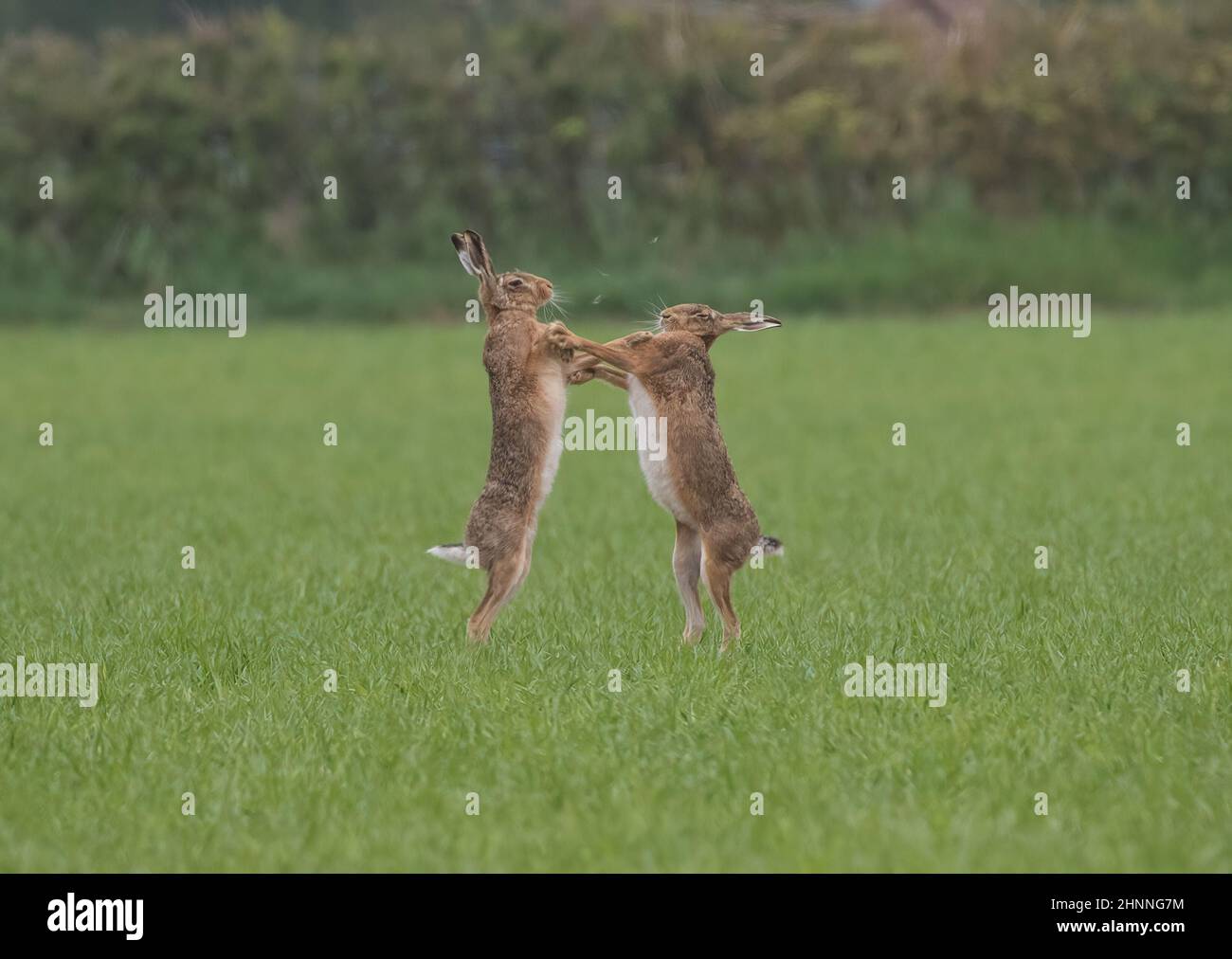 Mad March Hares. A pair of Classic Boxing Hares,. Male & Female with ...