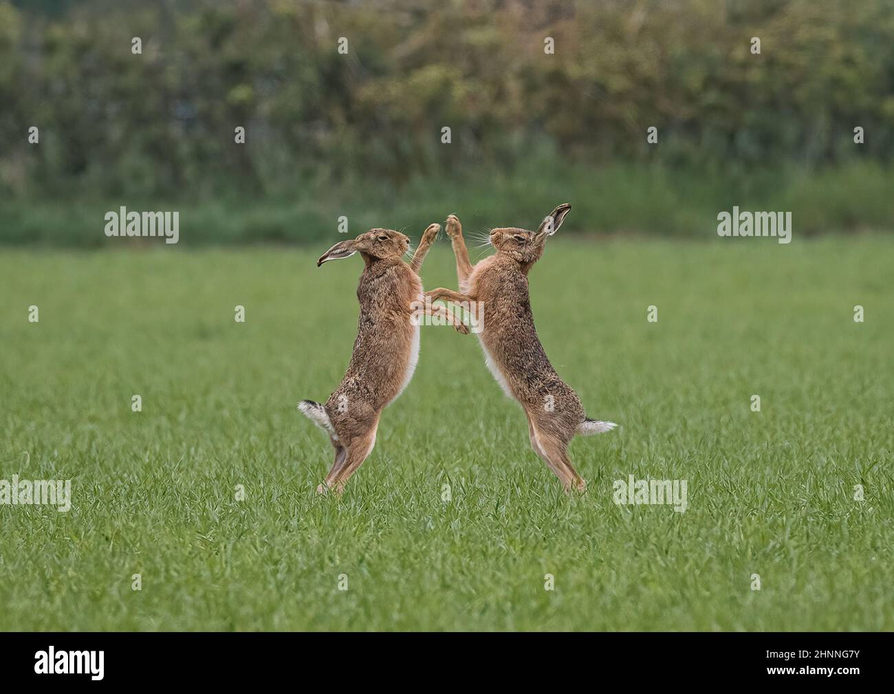 Boxing hares hi-res stock photography and images - Alamy