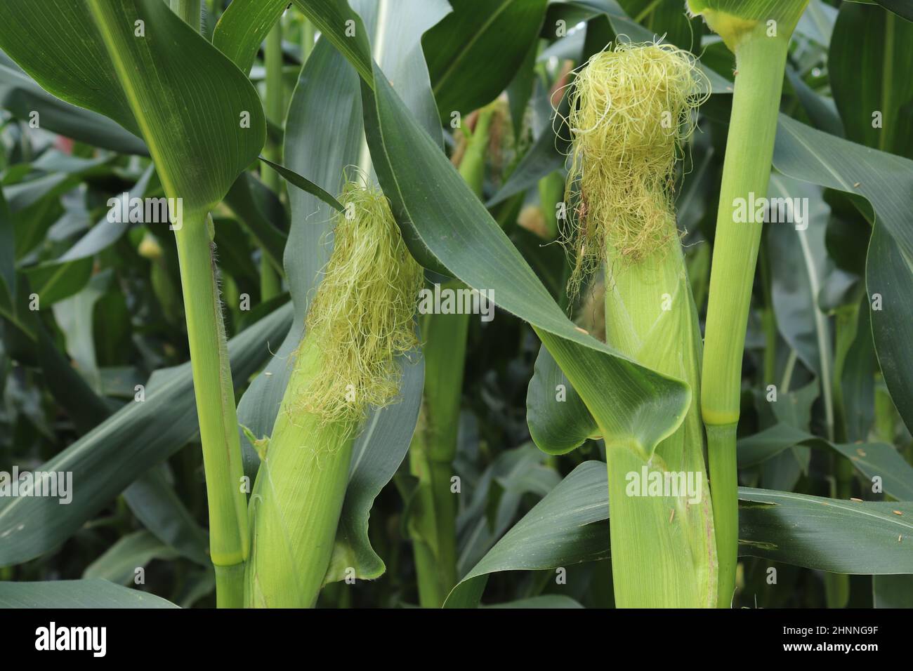 Beautiful and detailed close up view on crop and wheat field textures ... Beautiful and detailed close up view on crop and wheat field textures ...